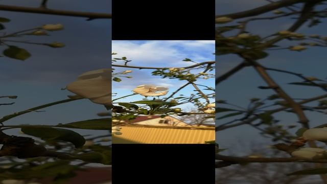 Груша в цвету