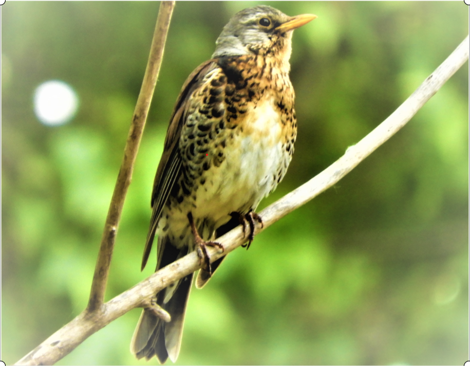 Биосфера. Дрозд. Случайная встреча. Пасмурно и дождик...