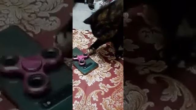 Котэ освоил спиннер.