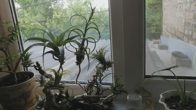 Тилландсии атмосферные