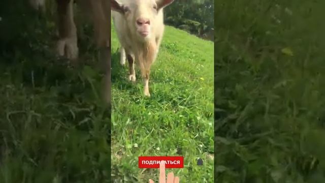 Смешные животные | Козёл #shorts