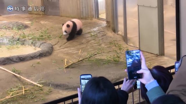 Пандёныш Сян Сян