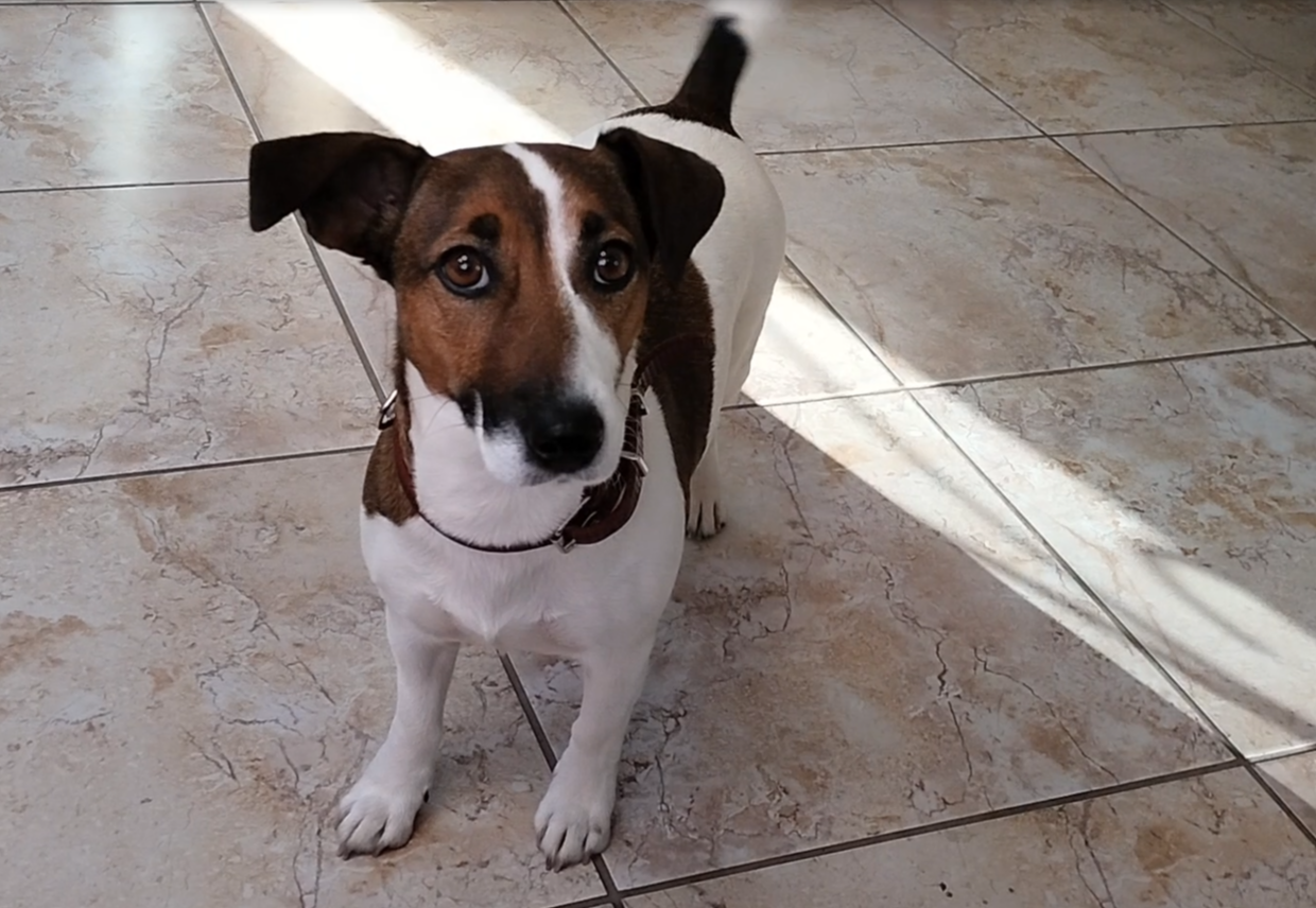 Это совсем не Британский кот - это собака ?