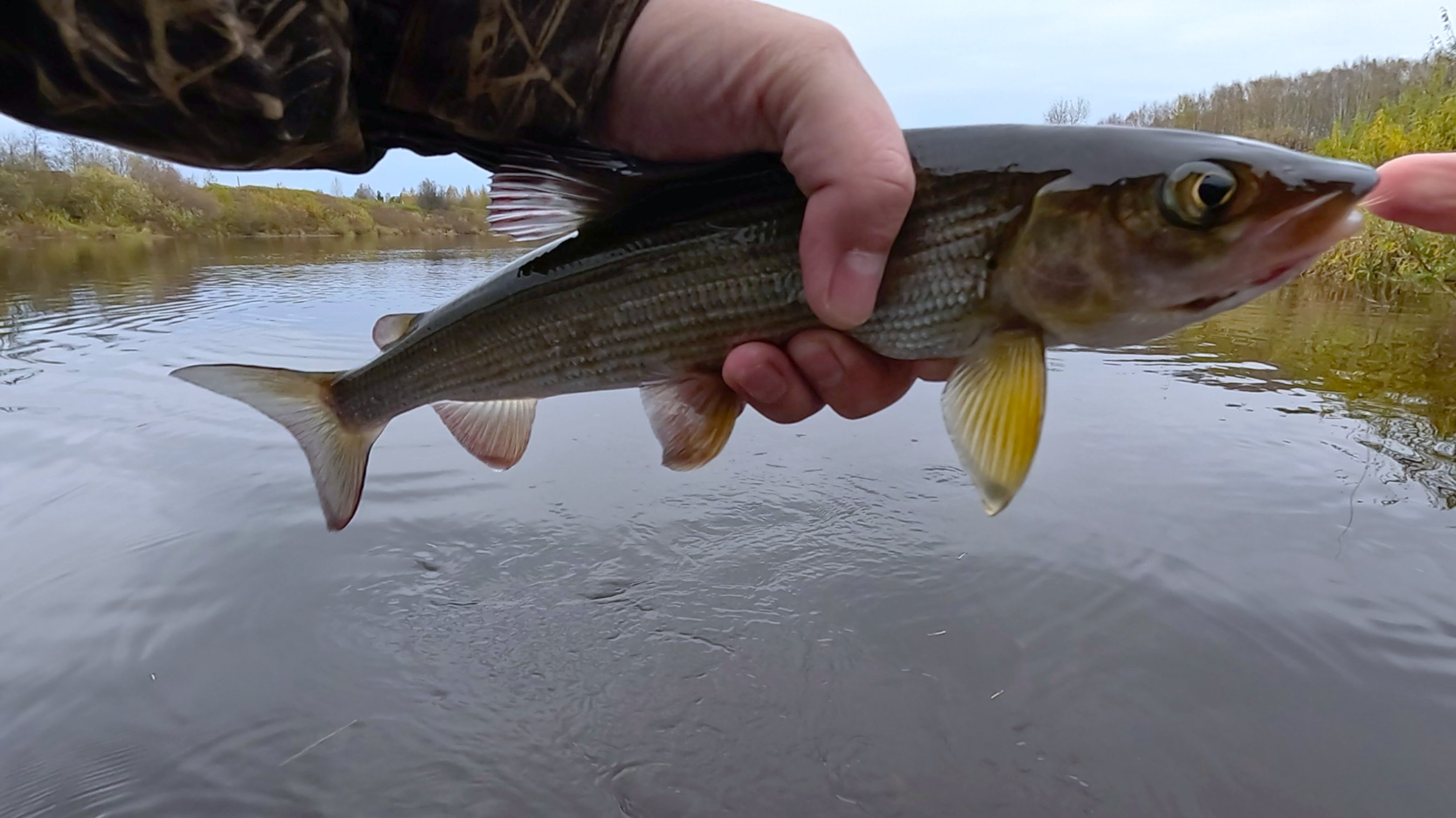 ХАРИУС НА КОМАРИКА В ПОКРОВ ДЕНЬ
