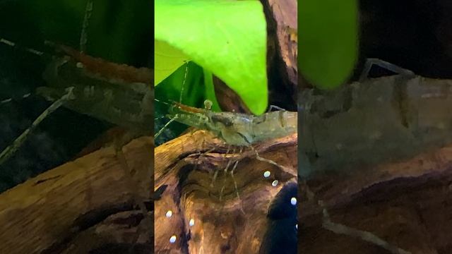 Видео креветки макробрахиум