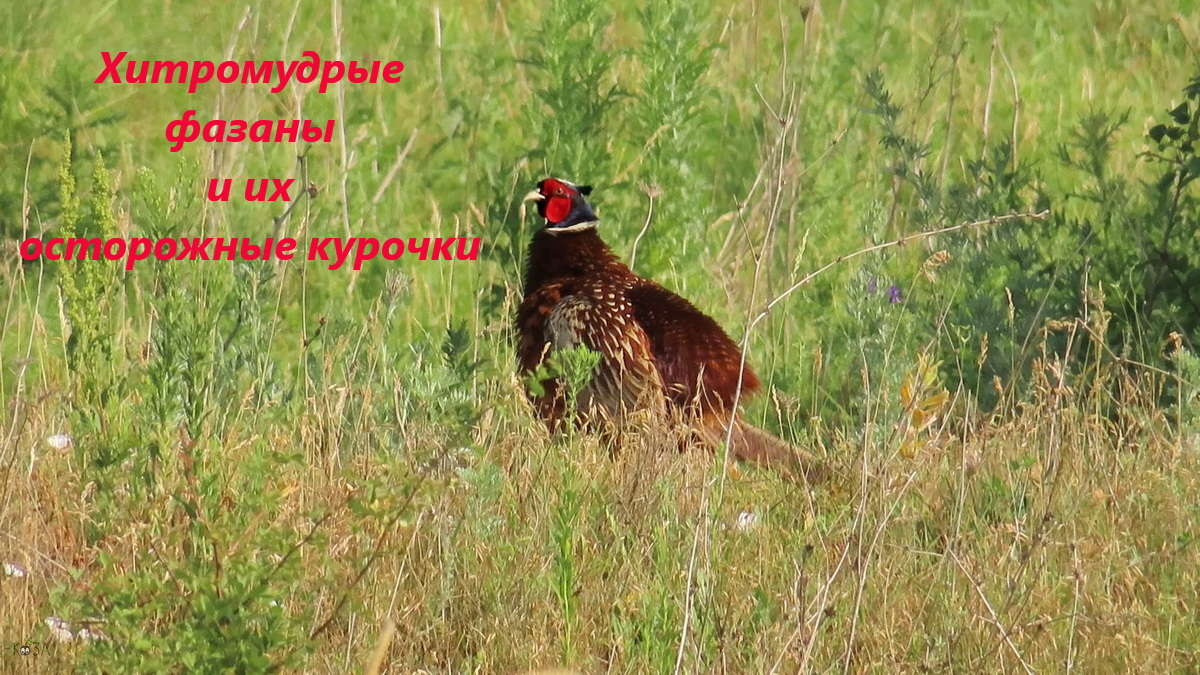 Хитромудрые фазаны и их осторожные курочки. Май-июнь 2024