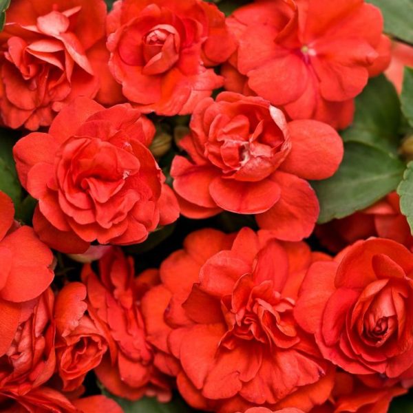 ПРИЩИПКА И ПЕРЕВАЛКА БАЛЬЗАМИНА!