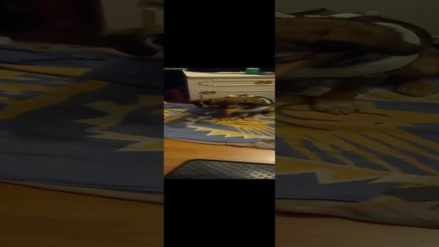 ❗МАШУЛЯ ПРИШЛА НАВЕСТИТЬ ПРОФИ❗