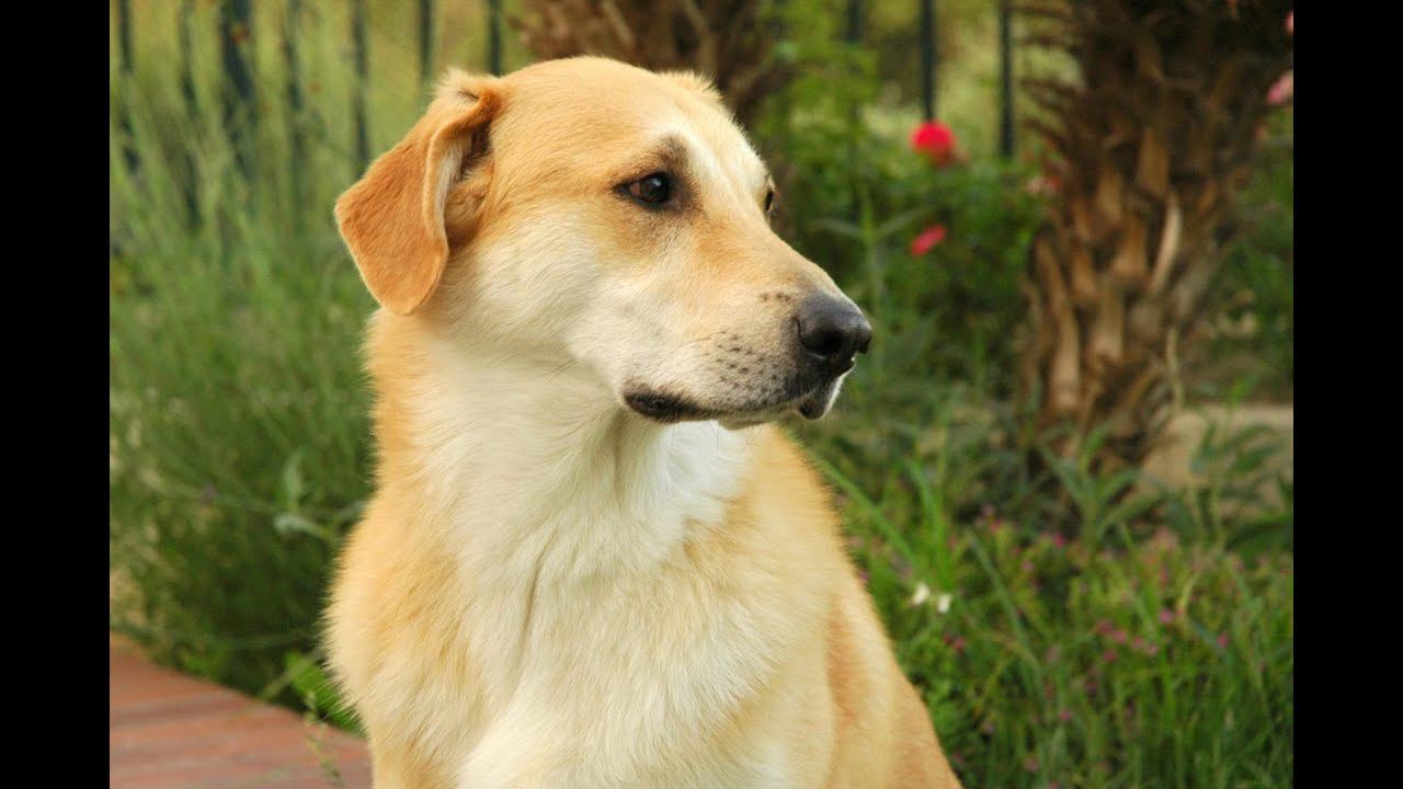 ♍ Собака под знаком ДЕВА. Гороскоп для домашних животных.