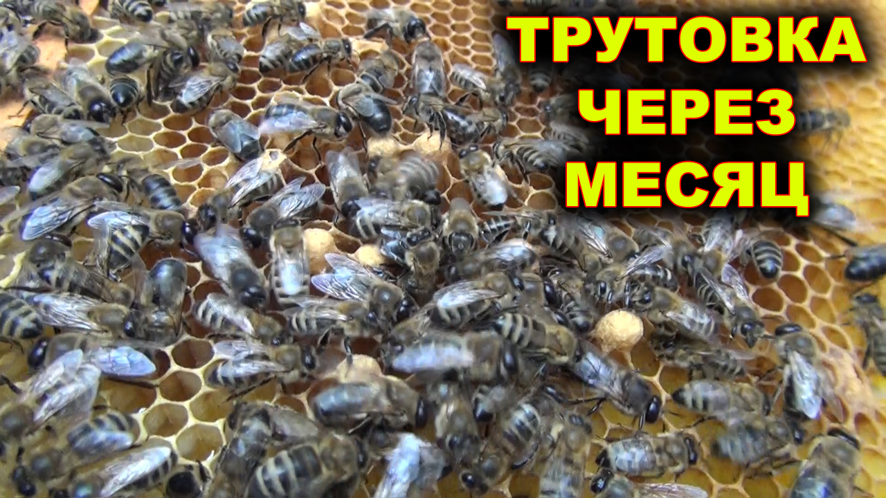 Что стало с отрутневевшей семьёй через месяц.