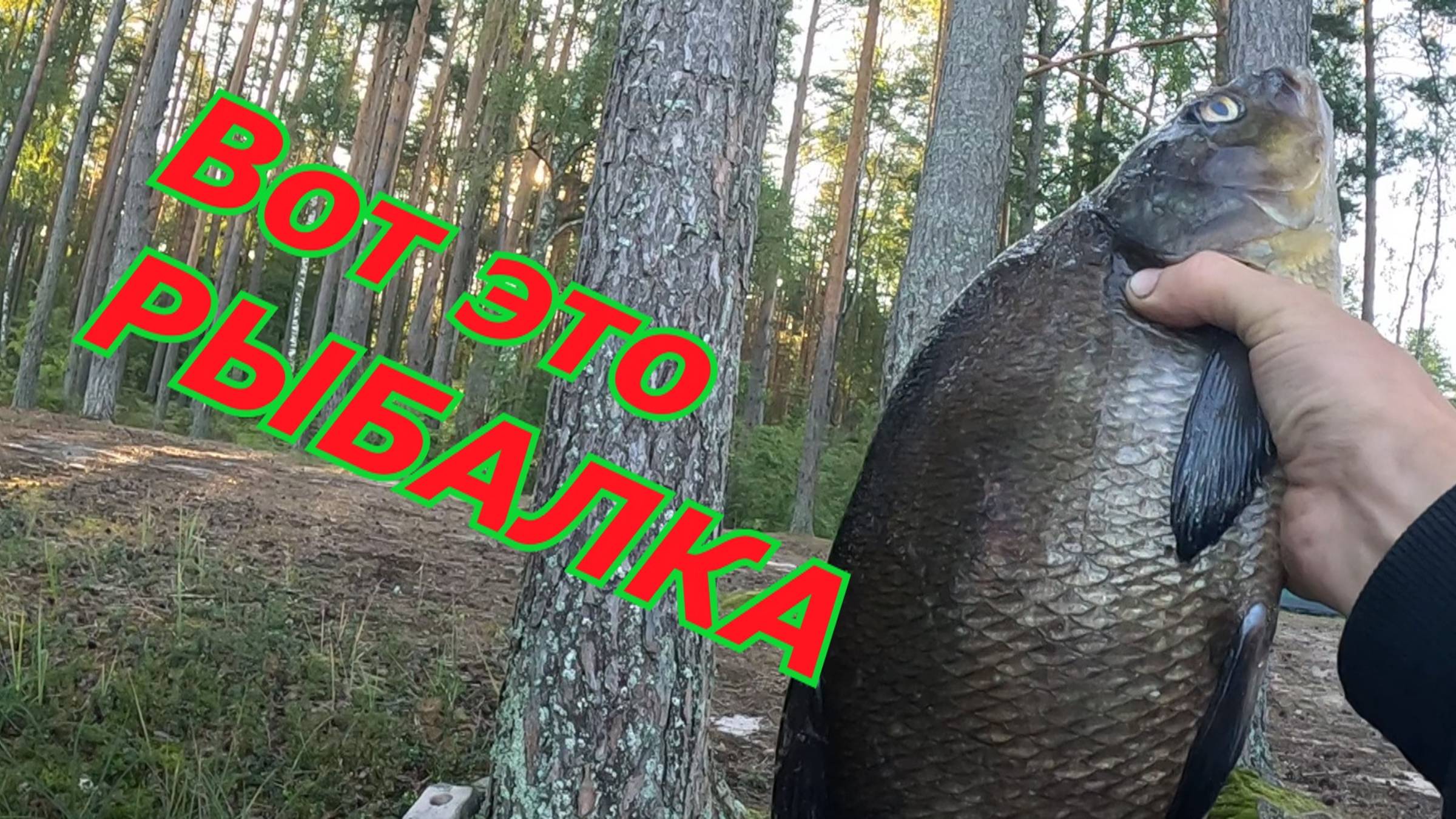 Крутая рыбалка!!! Лещ-Подлещ в августе,ловля на поплавочную удочку.