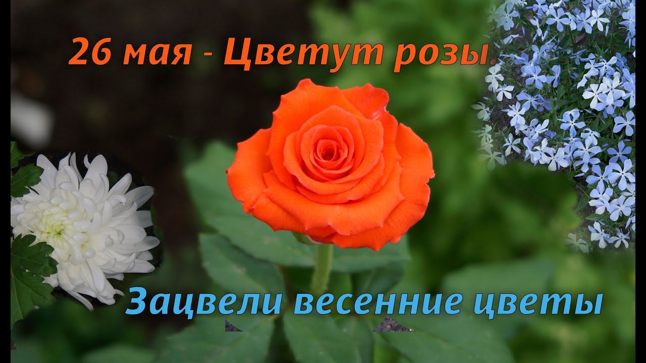 26 мая - Сибирь - Цветут розы и хризантемы. Зацвели весенние цветы