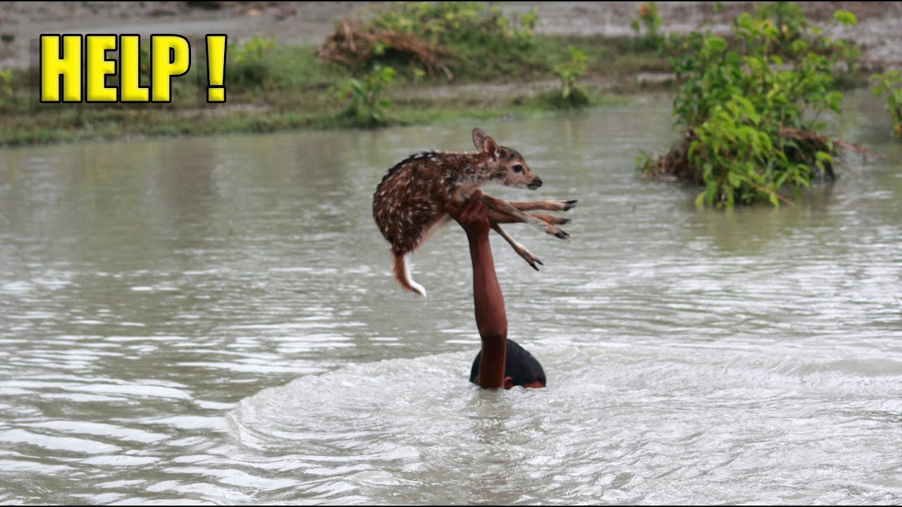 Уникальные кадры спасения животных. Люди помогают животным оказавшимся в беде #2