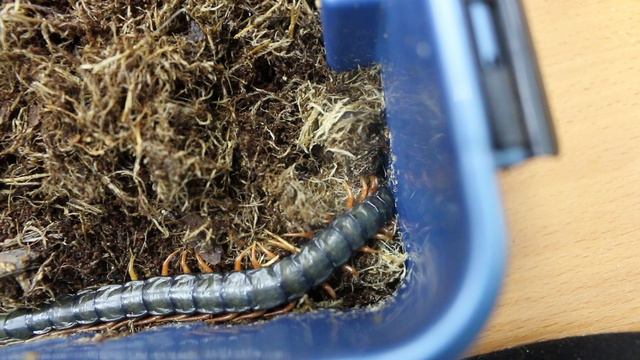 ПРОГУЛКА СКОЛОПЕНДРЫ