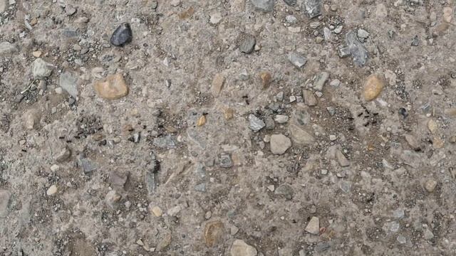 Дорога жизни мурашей