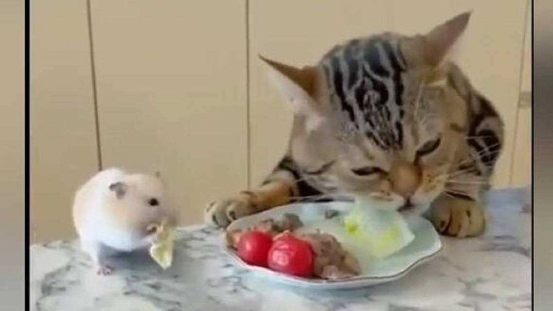 Смешные видео с котами и собаками. Прикольные котики. Смешные котята №12
