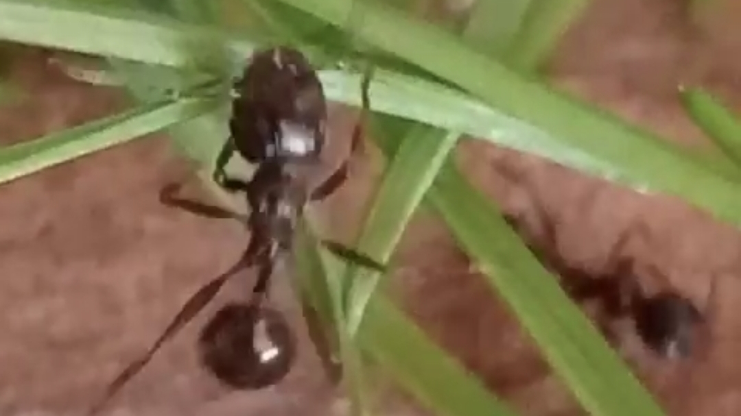 Жизнь Муравьев в формикари. Едят ли муравьи траву? Формикарий.