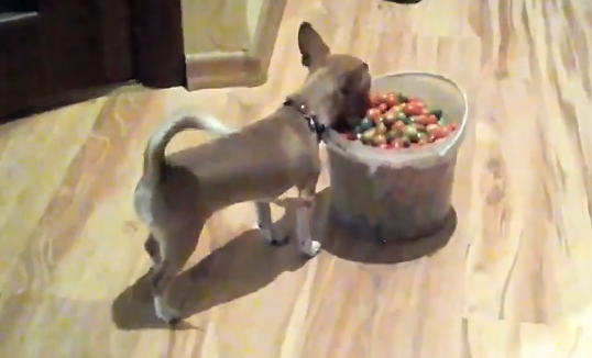 Мини чихуахуа радуется. Бабушка помидор принесла Mini Chihuahua rejoices. Grandma brought tomato.mp4