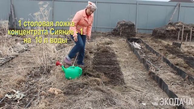Озимые лук и чеснок весной. Как оживить почву.