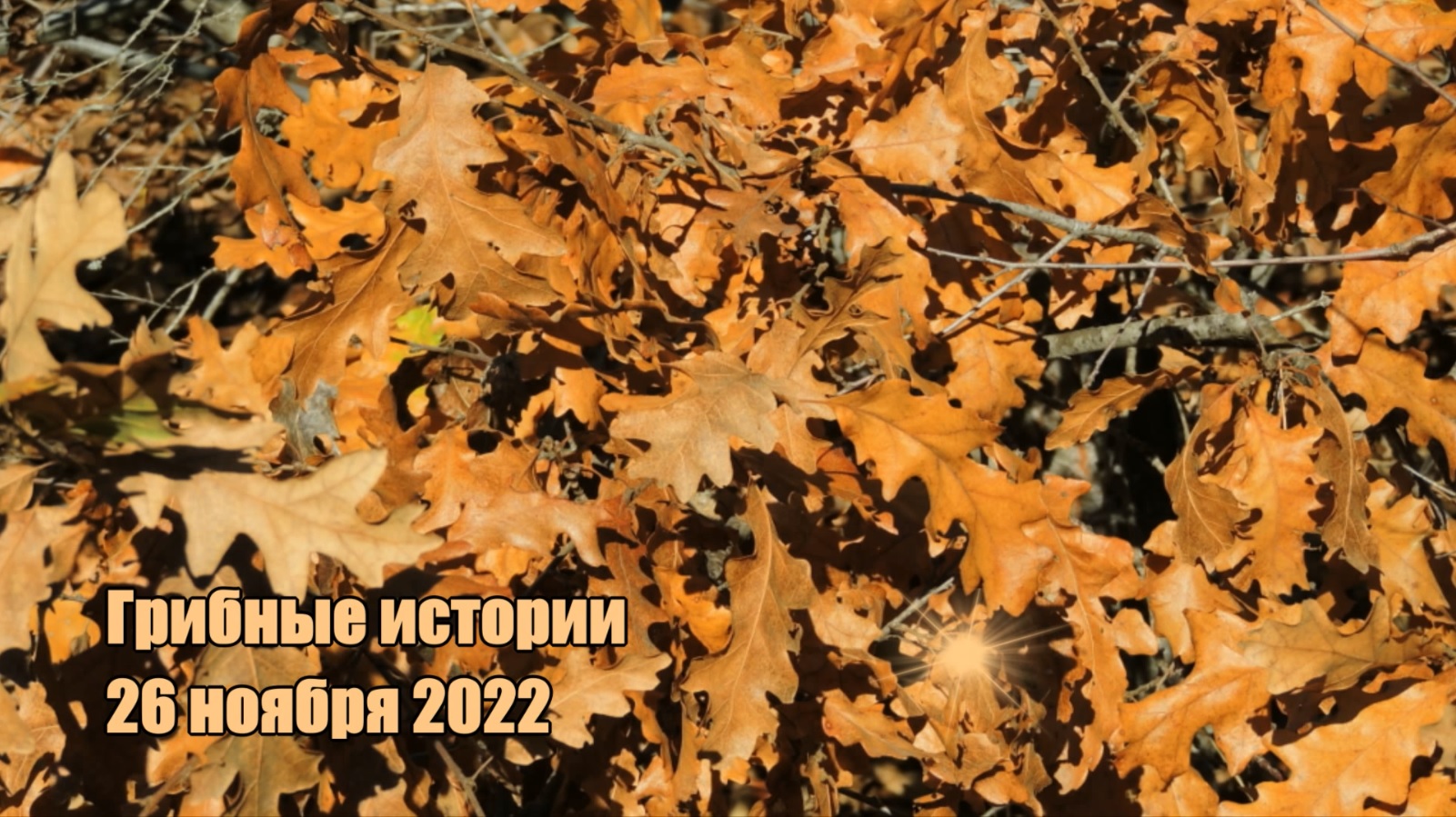 Грибные истории - 26-11-2022