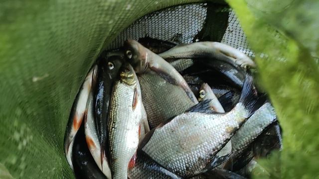 20 мая 2024 с Димкой VID_20240520_192210