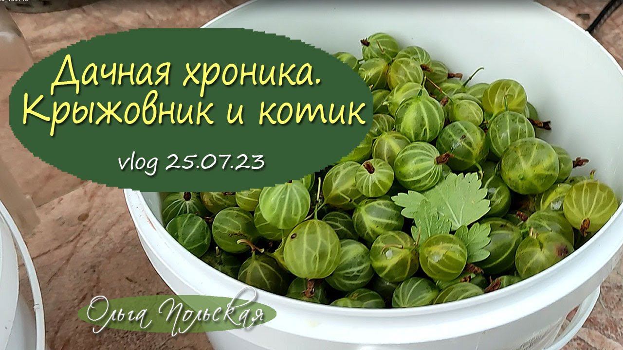 Урожай крыжовника и местный котик  | Vlog Дача как есть, хроника 25.07.2023
