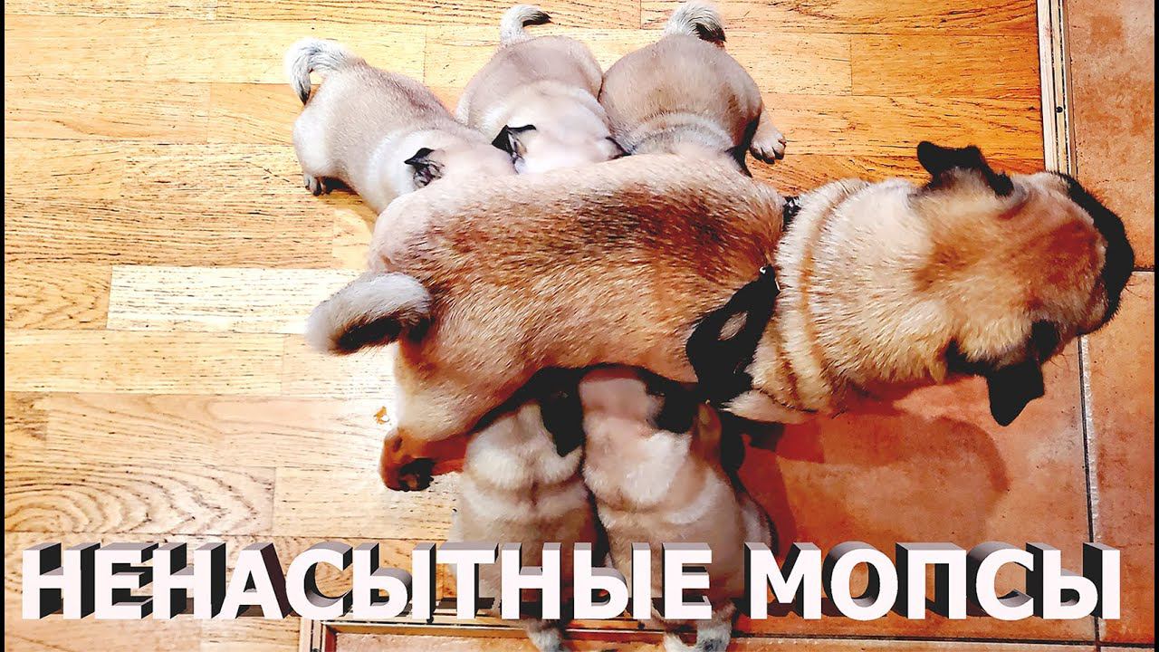 Ненасытные мопсы