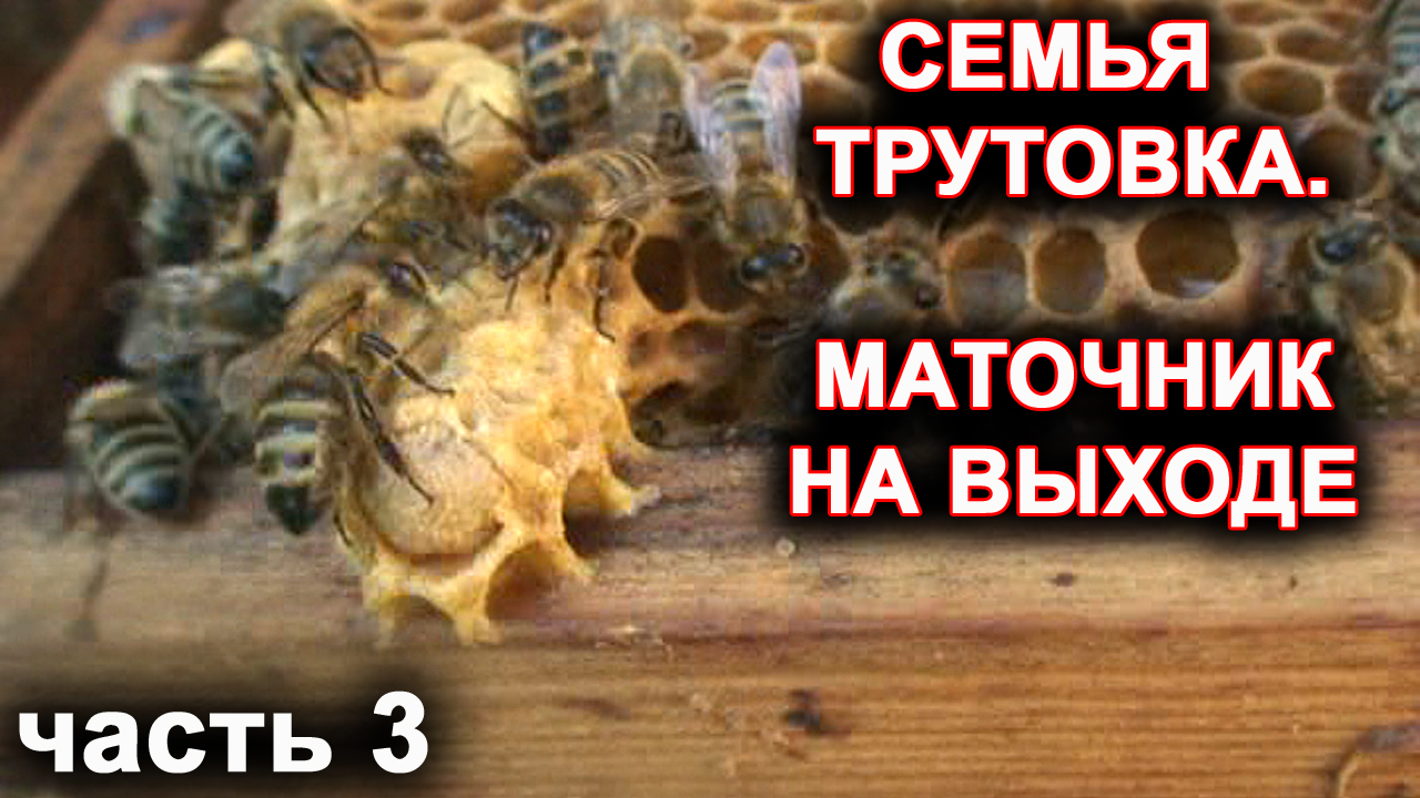 Зрелый маточник на выходе. Отрутневевшая семья. Трутовка. часть 3.