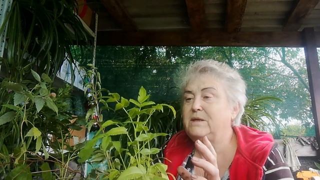 НАШИ САЖЕНЦЫ-2020г.