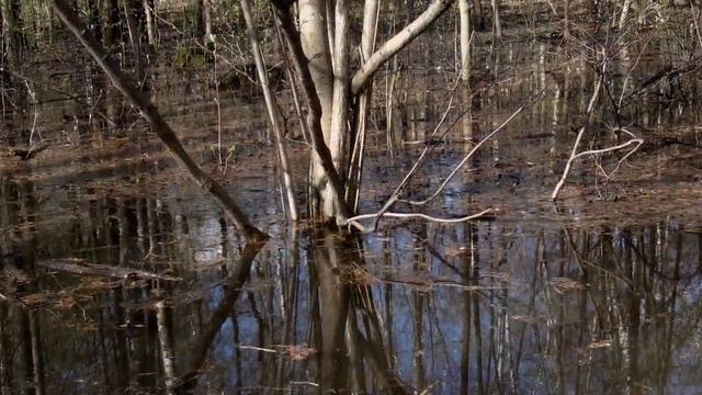 Зеркальный мир