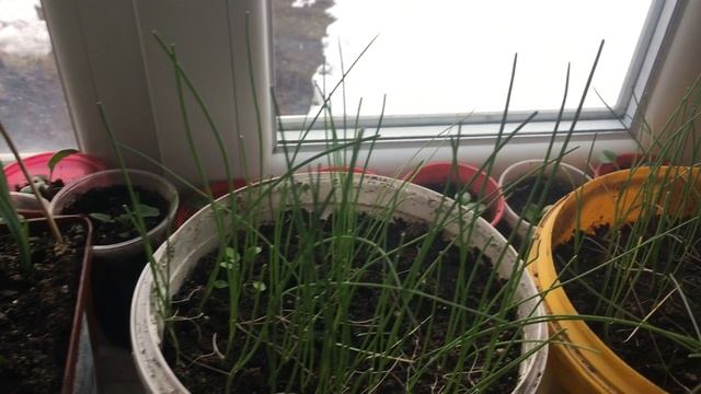 будущее за растениями , которые требуют меньше затрат.обзор рассады март 2022.минимизирую расходы.