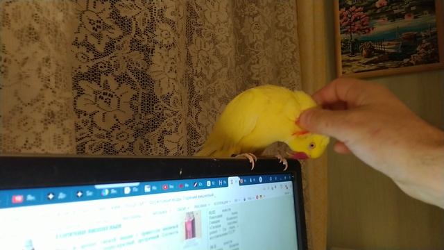 Яшка готов, чтобы его чесали долго-долго, или любовь попугаев к почесываниям