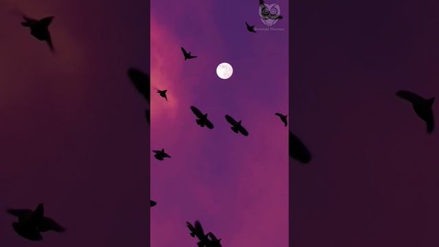 Ночной полёт.