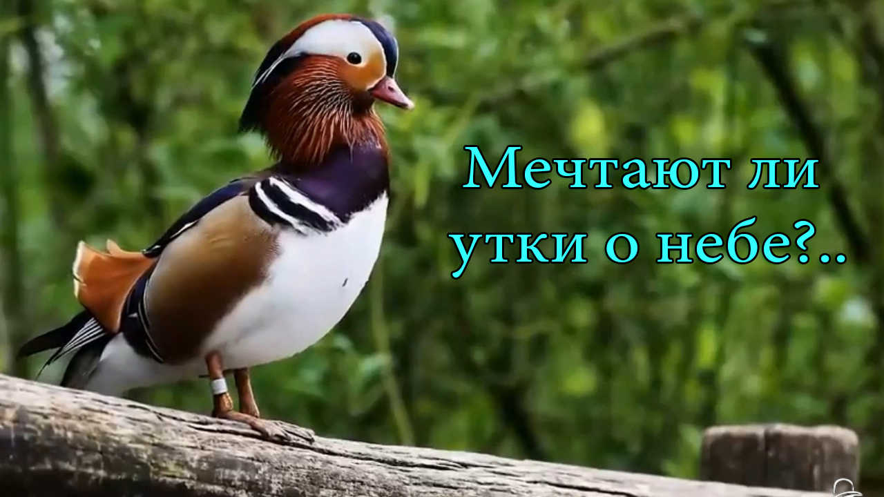 Мечтают ли утки о небе*