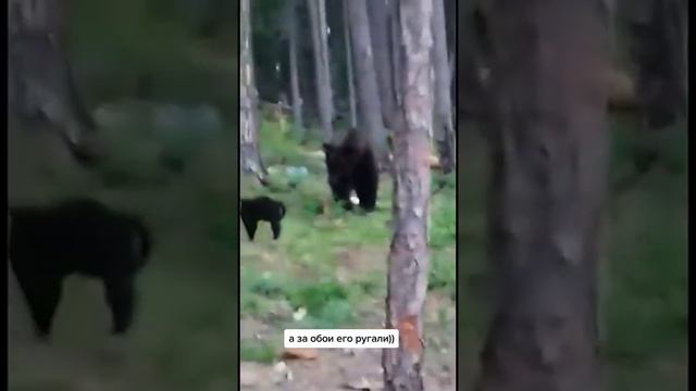 Русский кот, против русского медведя! А его за это ругают!