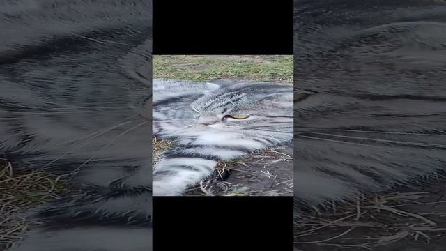 кошка Мурка 2