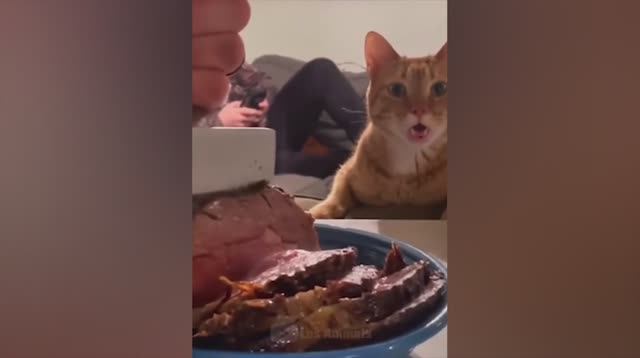 Приколы с котами и собаками #46