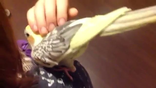 Так воркует только самка. Корелла возраст 9 месяцев. Готова к спариванию