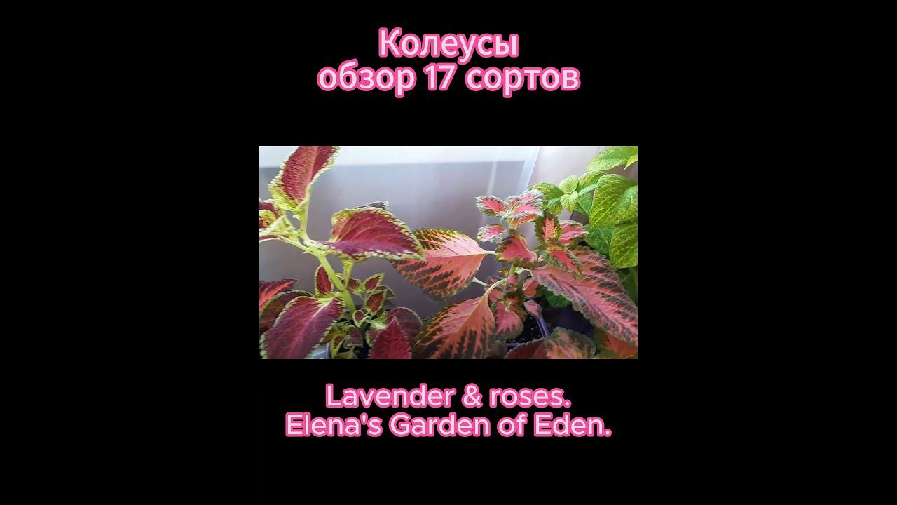 Колеусы. Обзор 17 сортов