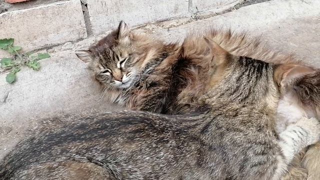 Это годовалый кот, до сих пор сосёт молоко матери.