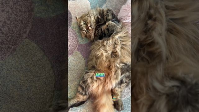 А вы как думаете?? #кот #юмор #животные #котики #скоровесна