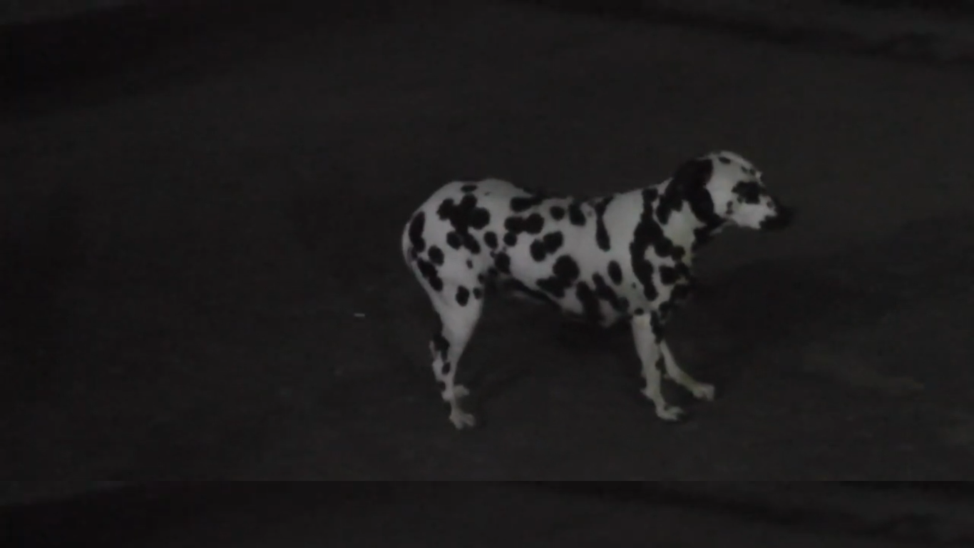 Пророк Санбой впервые в жизни повстречал далматинца