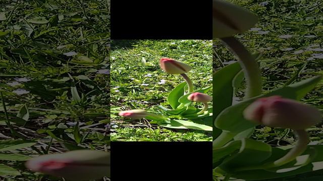 бутоны тюльпанов