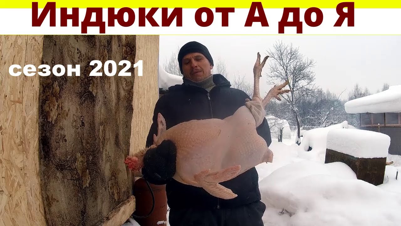 Хотите вырастить 700 кг вкусного мяса легко  Вам СЮДА! Индюки от А до Я на недорогих кормах!