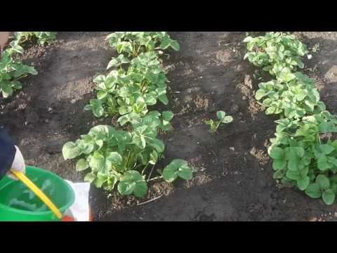 КАК  И КОГДА БОРОТЬСЯ С ДОЛГОНОСИКОМ НА КЛУБНИКЕ (ЗЕМЛЯНИКЕ), ЧЕМ ОБРАБОТАТЬ КЛУБНИКУ ВЕСНОЙ