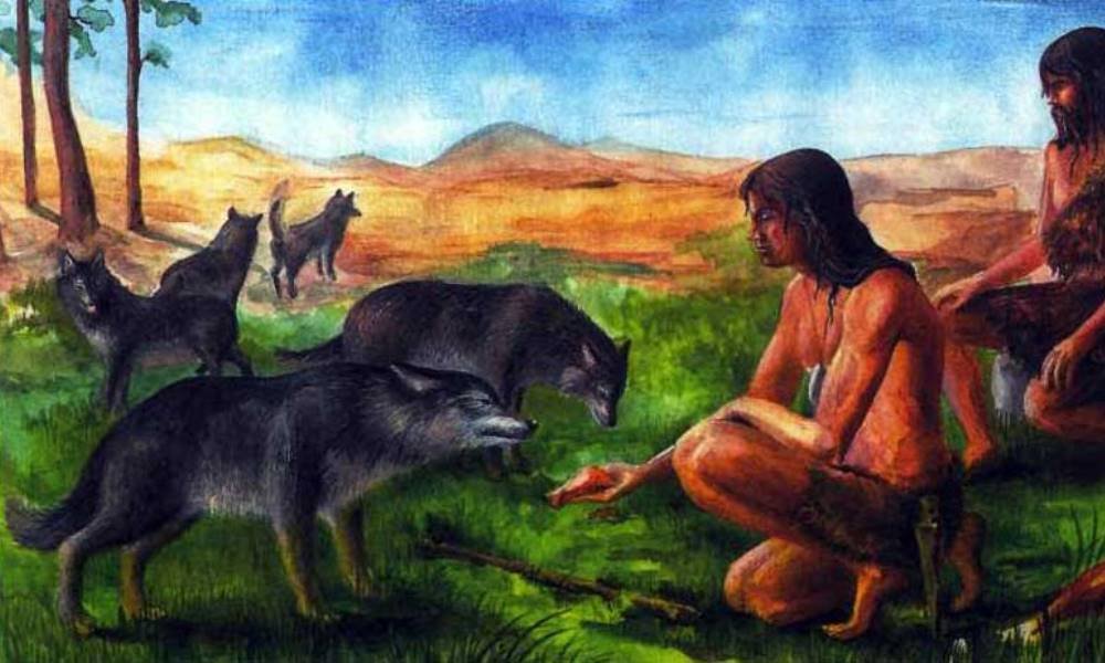 Дрессировка. К вопросу о мотивации. Пищевая мотивация