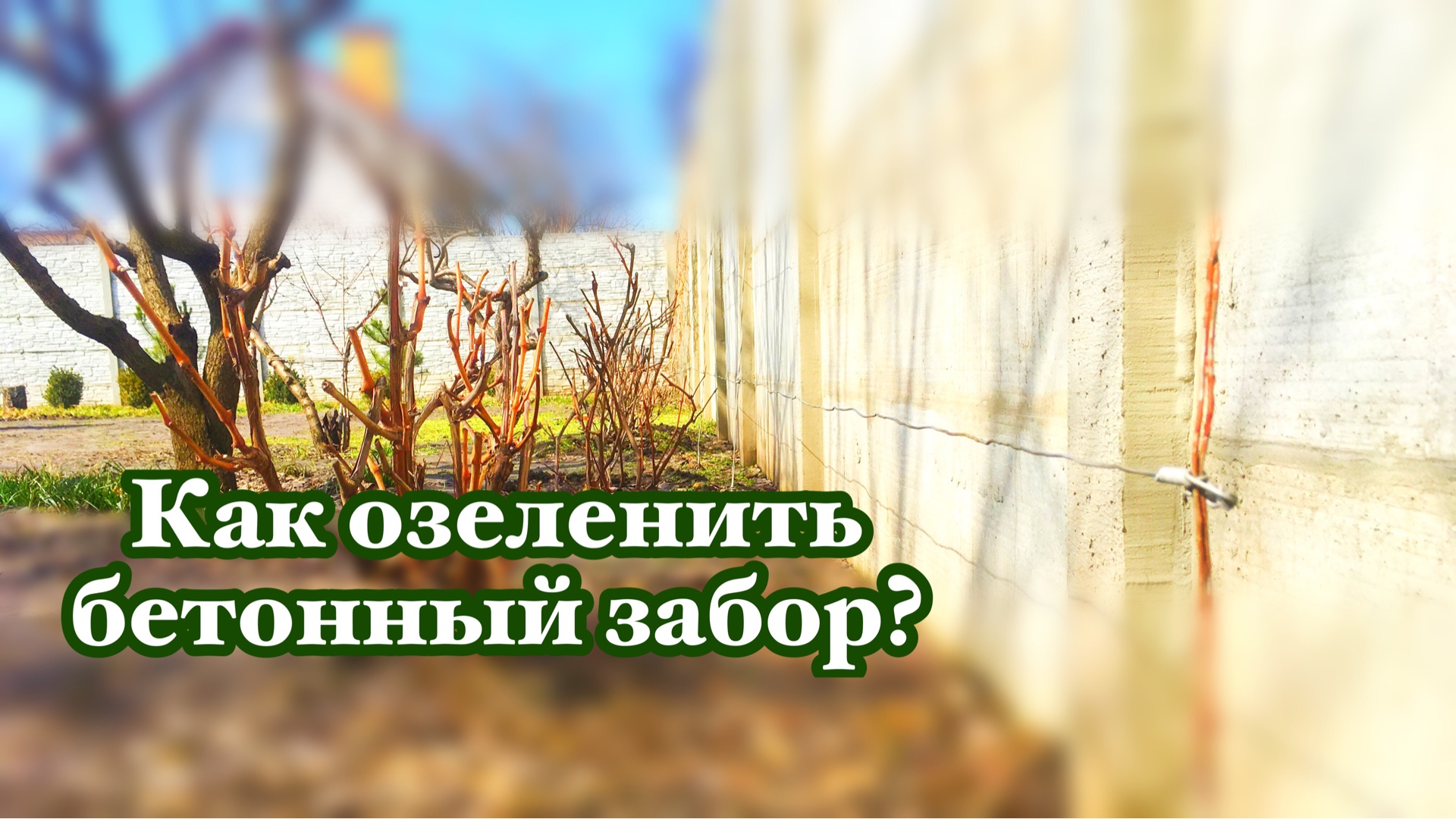 КАК ОЗЕЛЕНИТЬ БЕТОННЫЙ ЗАБОР | Озеленяем БЕТОННЫЙ ЗАБОР | Пускаем ВИНОГРАД НА БЕТОННЫЙ ЗАБОР.