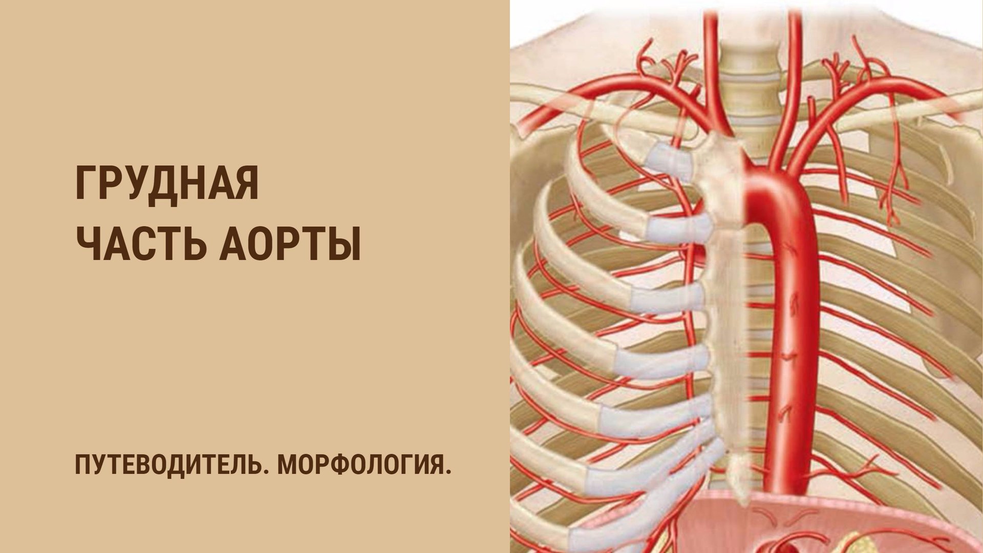 Грудная часть аорты