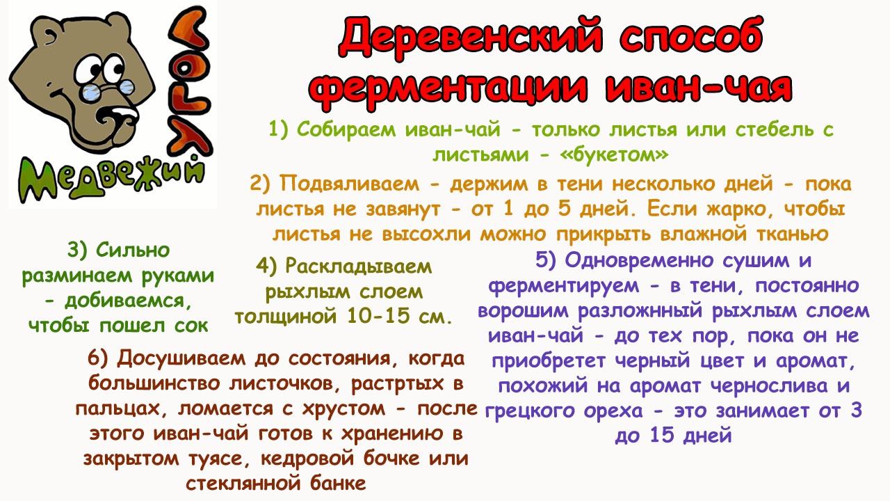 Деревенский способ ферментации иван-чая - мастер-класс