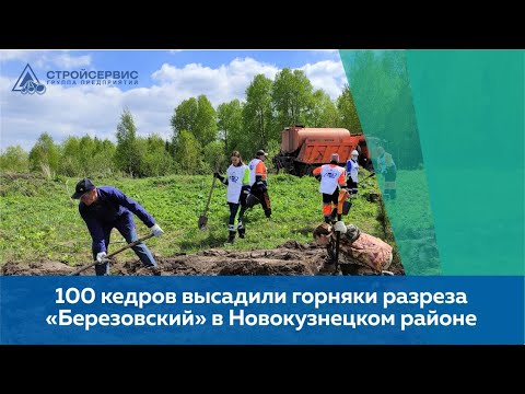 100 кедров высадили горняки разреза «Березовский» компании АО 'Стройсервис' в Новокузнецком районе.